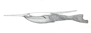 Rhinopteraspis | Prehistoric Wiki | Fandom