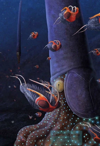 Endoceras | Prehistoric Wiki | Fandom