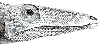 Megapnosaurus | Prehistoric Wiki | Fandom