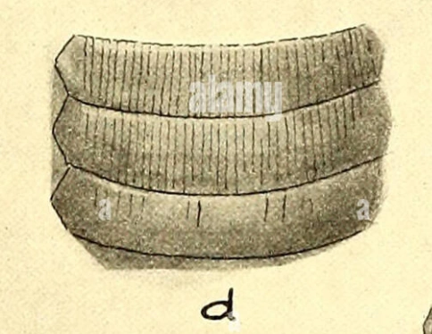 Myliobatis merriami | Prehistoric Wiki | Fandom