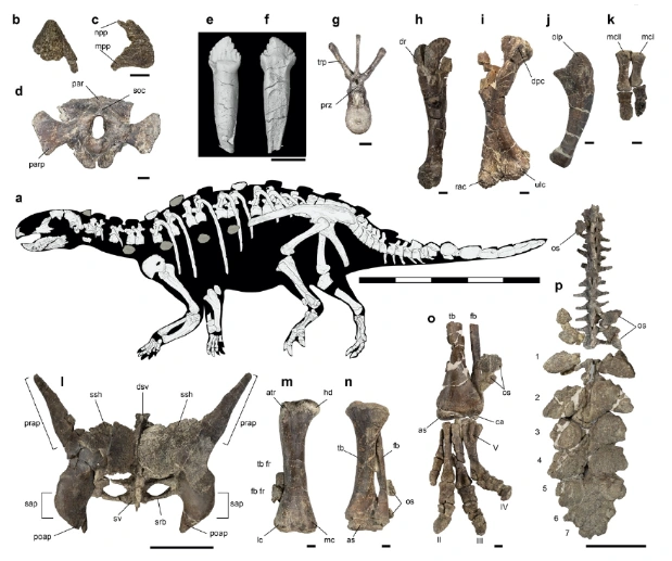 Stegouros | Prehistoric Wiki | Fandom