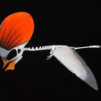 Tapejara | Prehistoric Wiki | Fandom