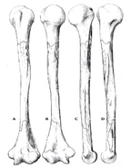 Homo pekinensis | Prehistoric Wiki | Fandom
