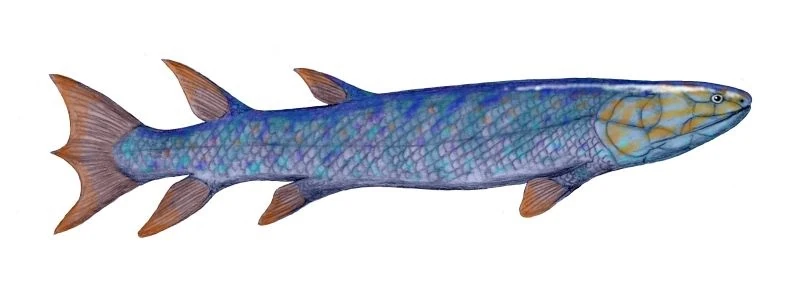 Eusthenopteron | Prehistoric Wiki | Fandom