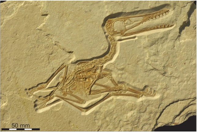 Propterodactylus | Prehistoric Wiki | Fandom