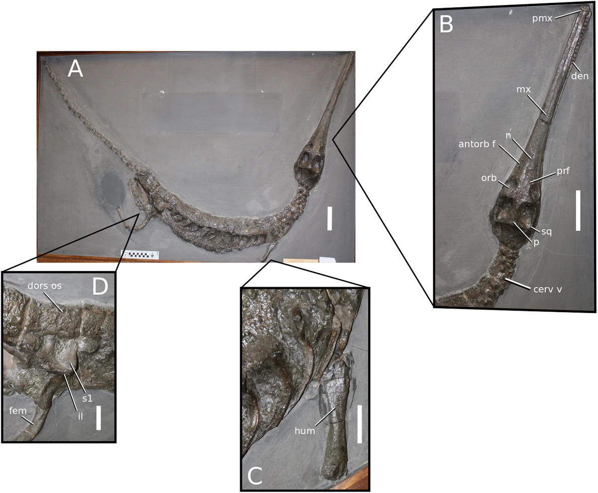 Category:Teleosaurs | Prehistoric Wiki | Fandom