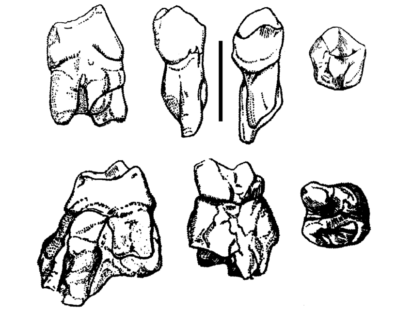 Udabnopithecus | Prehistoric Wiki | Fandom