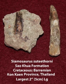 Siamosaurus | Prehistoric Wiki | Fandom