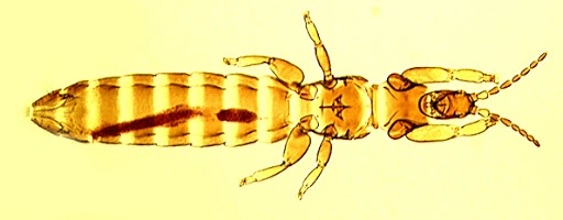 Merothrips | Prehistoric Wiki | Fandom