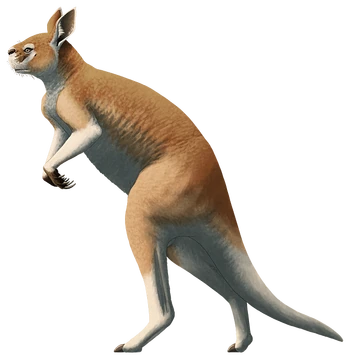 Procoptodon | Prehistoric Wiki | Fandom