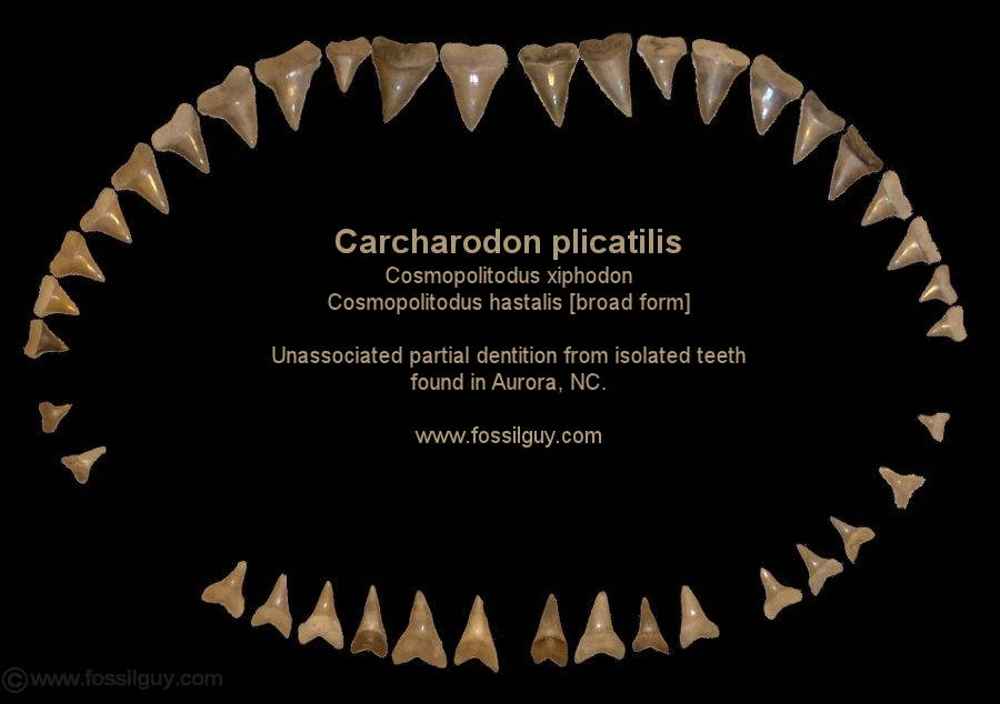 Carcharodon plicatilis | Prehistoric Wiki | Fandom