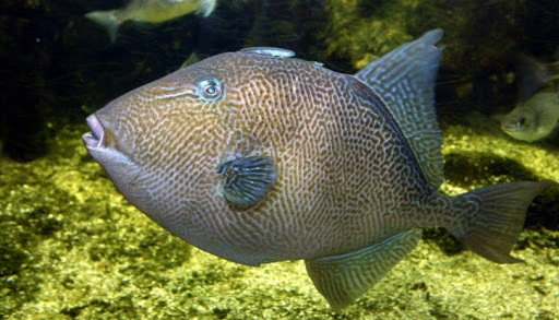 Balistes | Prehistoric Wiki | Fandom