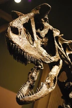Carnotaurus | Prehistoric Wiki | Fandom