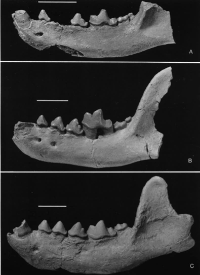 Ectopocynus | Prehistoric Wiki | Fandom