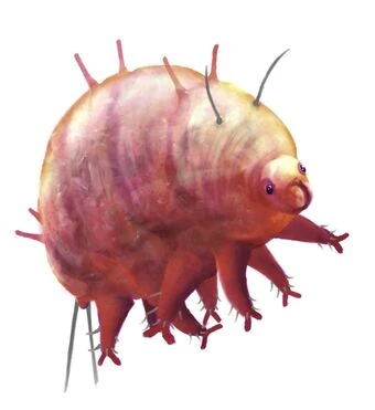 Sialomorpha | Prehistoric Wiki | Fandom