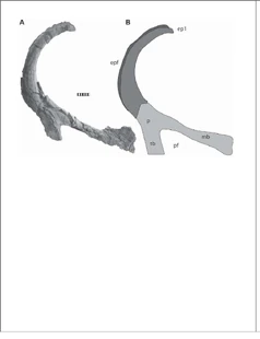 Machairoceratops | Prehistoric Wiki | Fandom