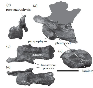 Eumeralla megaraptoran | Prehistoric Wiki | Fandom