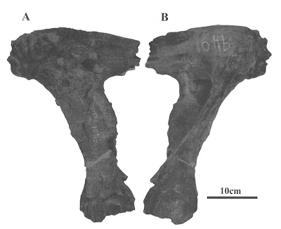 CM 9401 | Prehistoric Wiki | Fandom