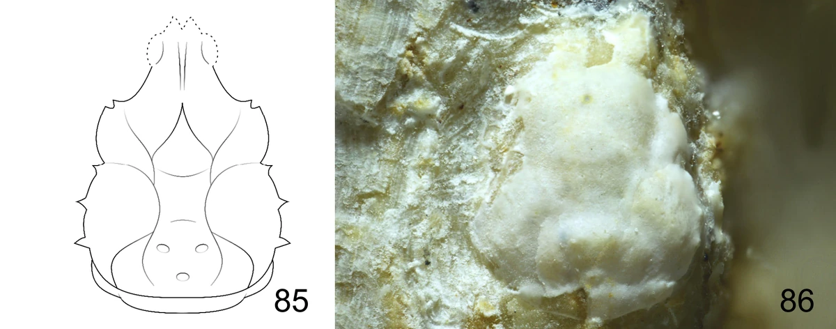 Inachus eocenicus | Prehistoric Wiki | Fandom