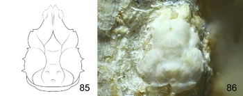 Inachus eocenicus | Prehistoric Wiki | Fandom