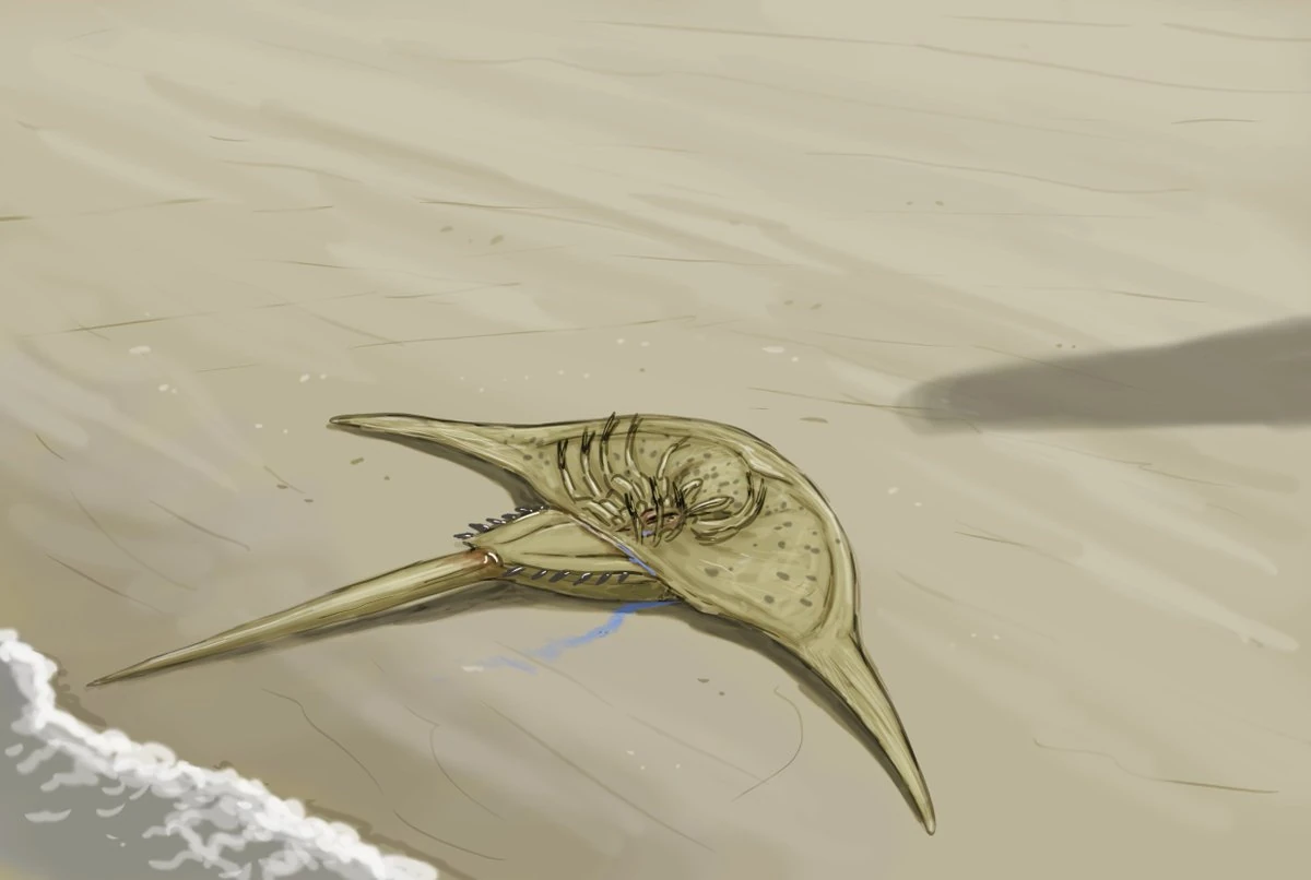 Austrolimulus | Prehistoric Wiki | Fandom