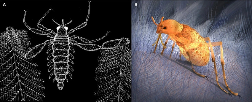 Strashila | Prehistoric Wiki | Fandom