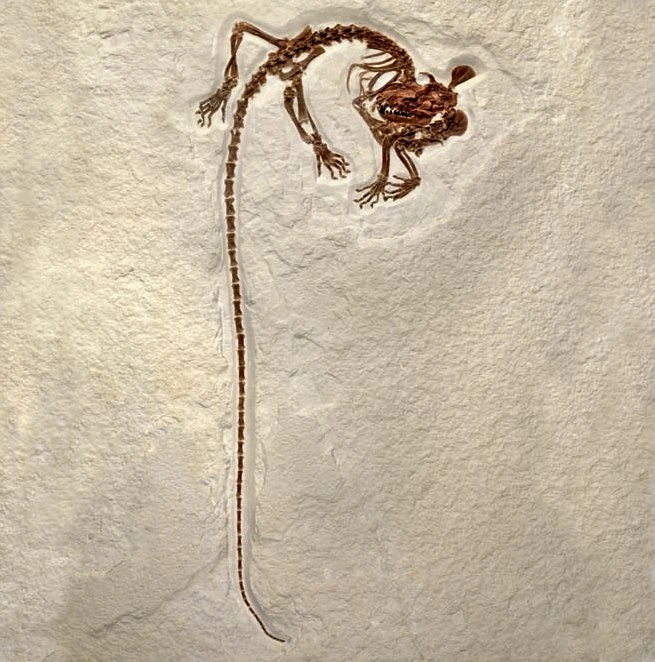 Fossil Lake Cimolestan | Prehistoric Wiki | Fandom