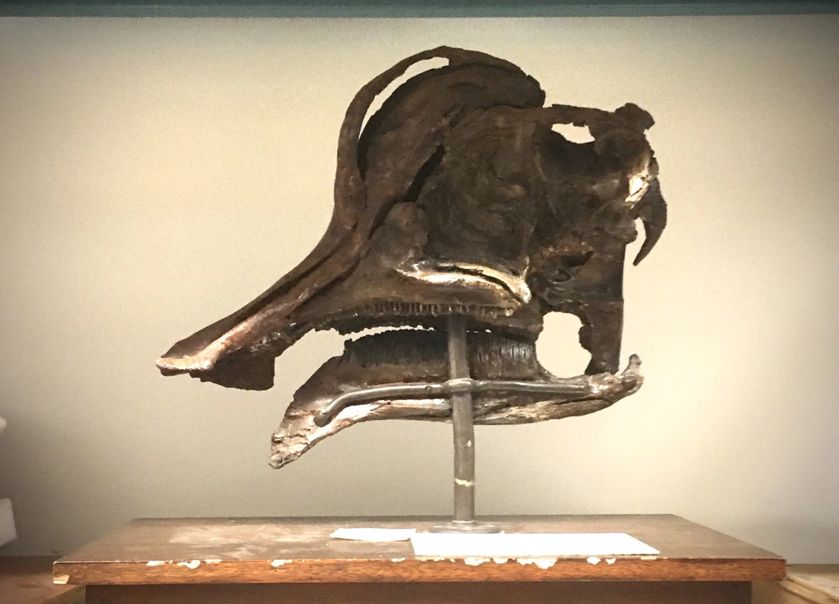 Tetragonosaurus | Prehistoric Wiki | Fandom