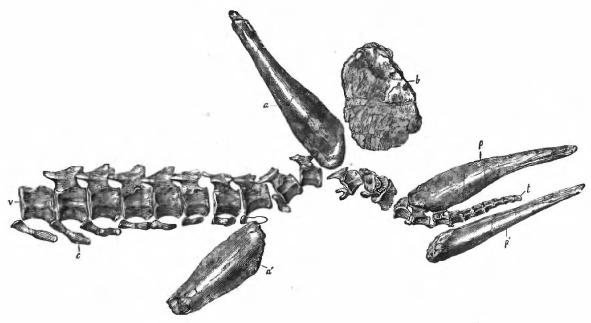 Diracodon | Prehistoric Wiki | Fandom