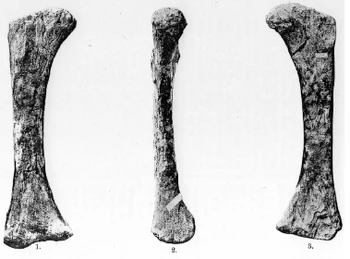 Eoplophysis | Prehistoric Wiki | Fandom