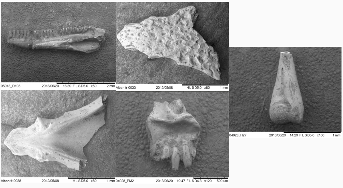 Cloverly Albanerpetontid | Prehistoric Wiki | Fandom