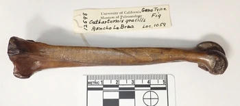 Cathartornis | Prehistoric Wiki | Fandom