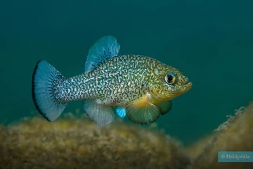 Potosi Pupfish