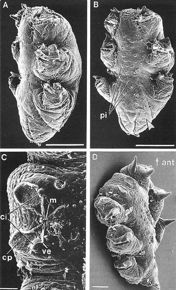 Orsten Tardigrade | Prehistoric Wiki | Fandom