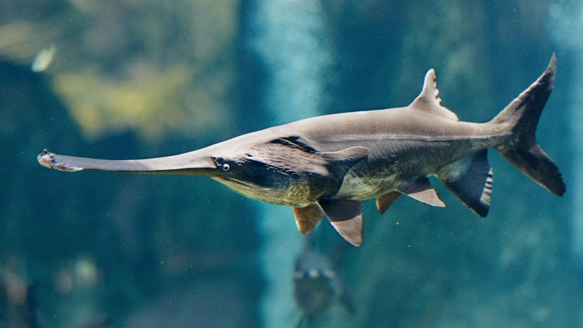 Chinese paddlefish | Prehistoric Wiki | Fandom