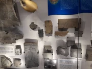 Cambroraster | Prehistoric Wiki | Fandom