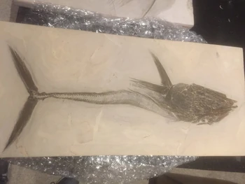 Vallecillo pachycormid | Prehistoric Wiki | Fandom