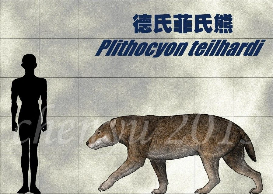 Plithocyon | Prehistoric Wiki | Fandom