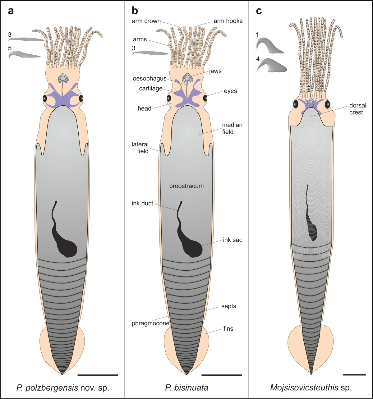Phragmoteuthis | Prehistoric Wiki | Fandom