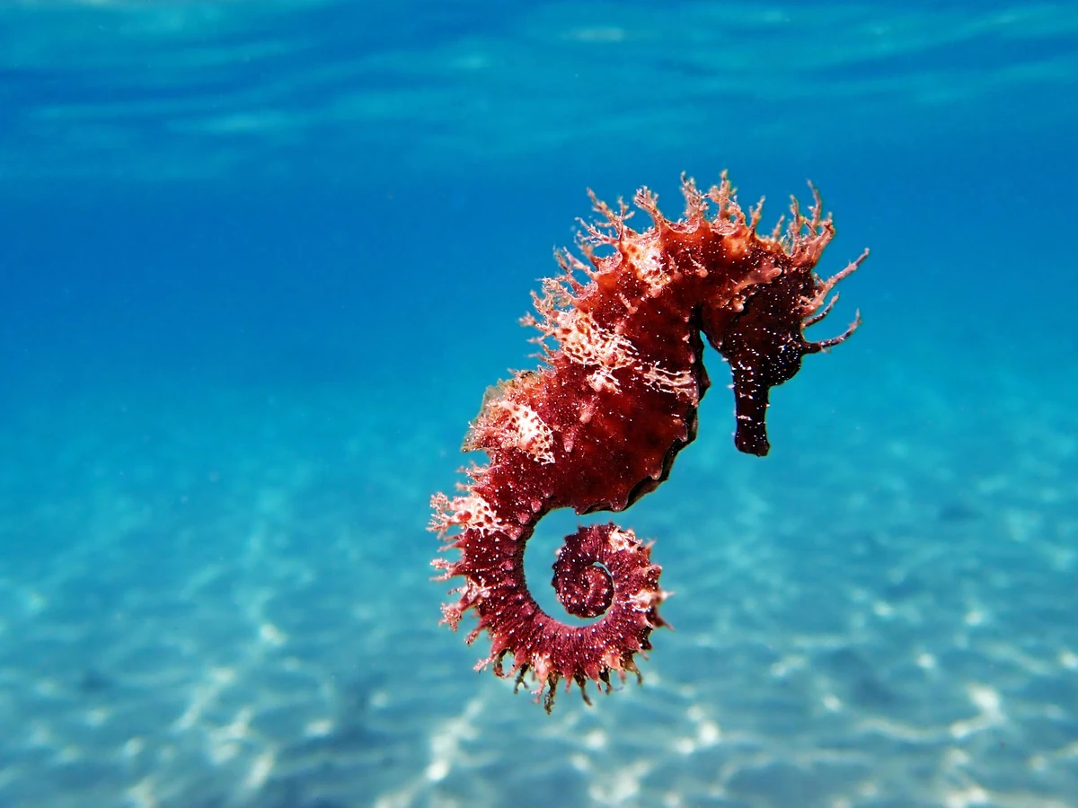 Seahorse | Prehistoric Wiki | Fandom