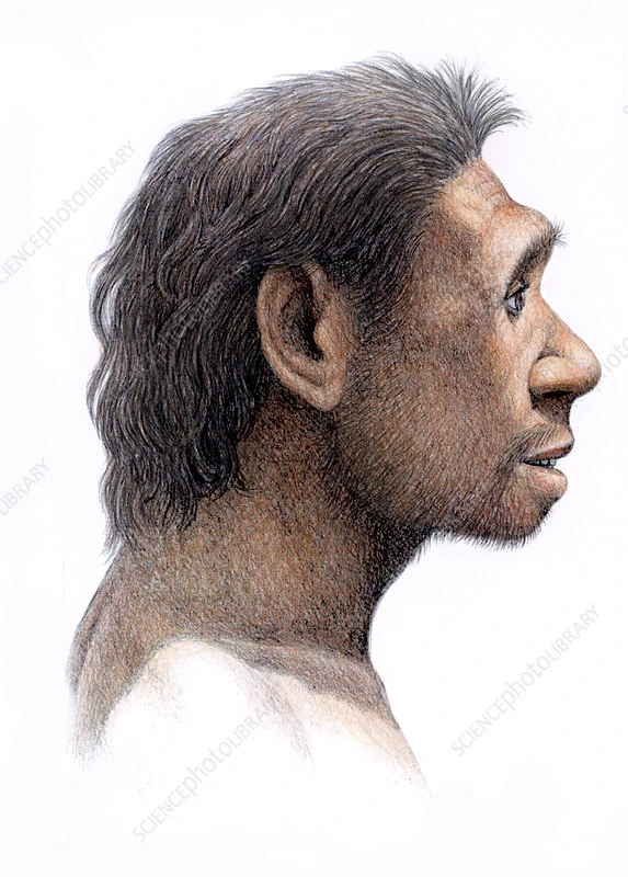 Homo antecessor | Prehistoric Wiki | Fandom