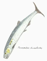 Monosmilus | Prehistoric Wiki | Fandom