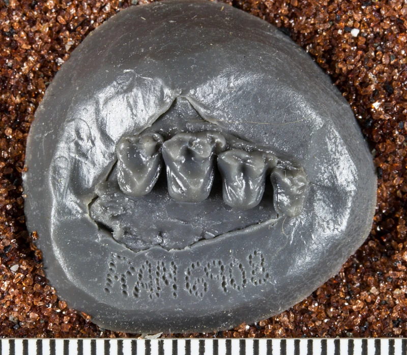 Mimotricentes | Prehistoric Wiki | Fandom