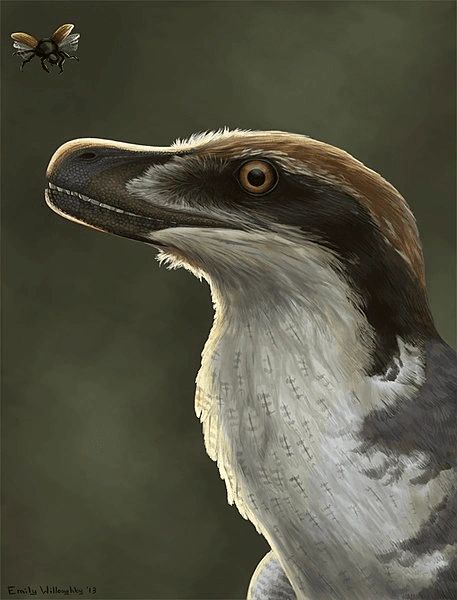 Acheroraptor | Prehistoric Wiki | Fandom