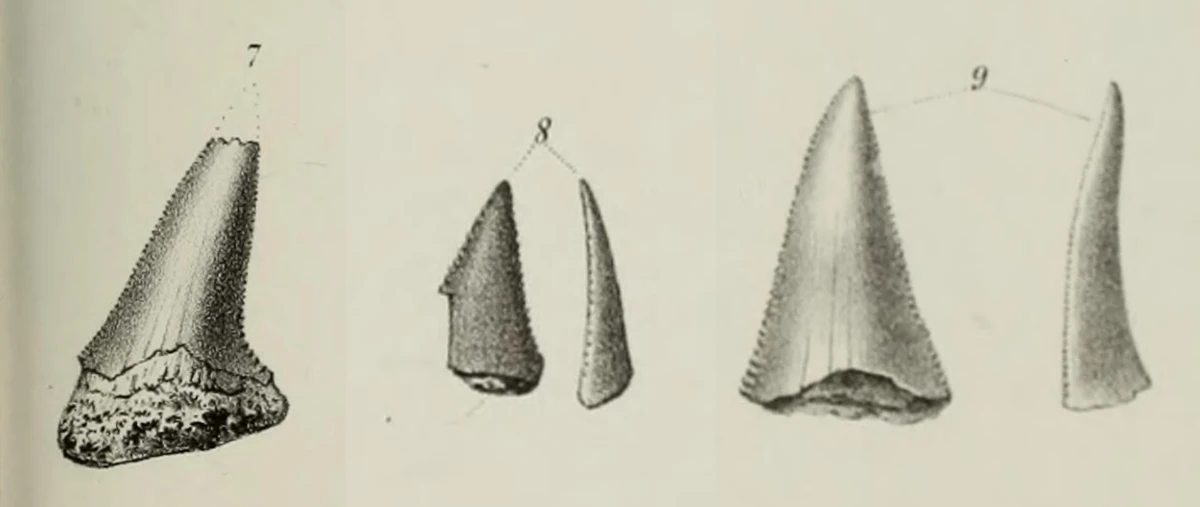 Carcharodon leptodon | Prehistoric Wiki | Fandom