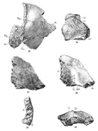 Homo pekinensis | Prehistoric Wiki | Fandom