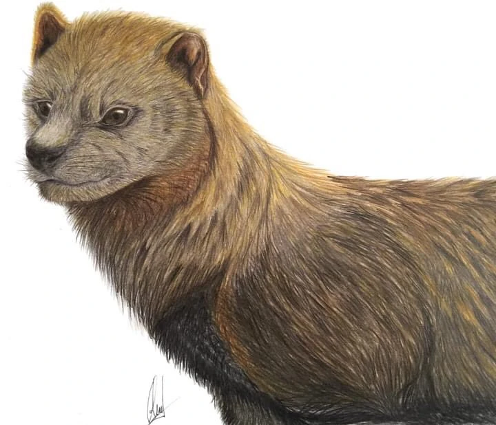 Protocyon | Prehistoric Wiki | Fandom