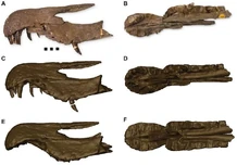 Baryonyx | Prehistoric Wiki | Fandom