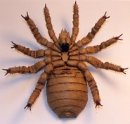 Palaeocharinus | Prehistoric Wiki | Fandom
