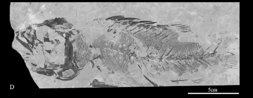 Proserranus | Prehistoric Wiki | Fandom